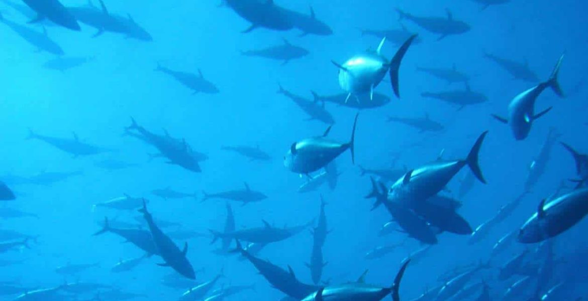 NOAA nixes listing of Atlantic bluefin as endangered – Center for ...